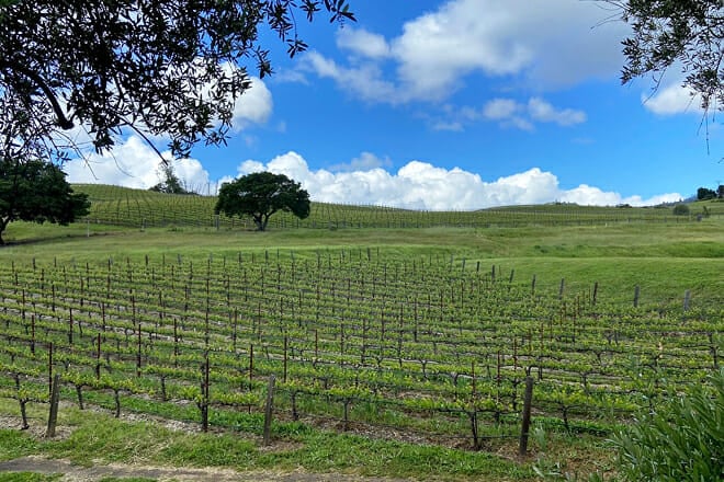 Fontanella Family Winery