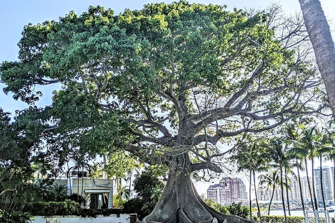 Giant Kapok Tree
