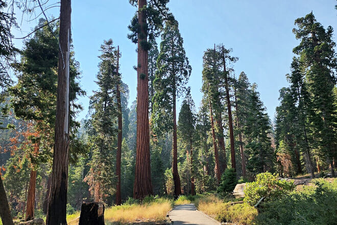 Giant Sequoia National Monument