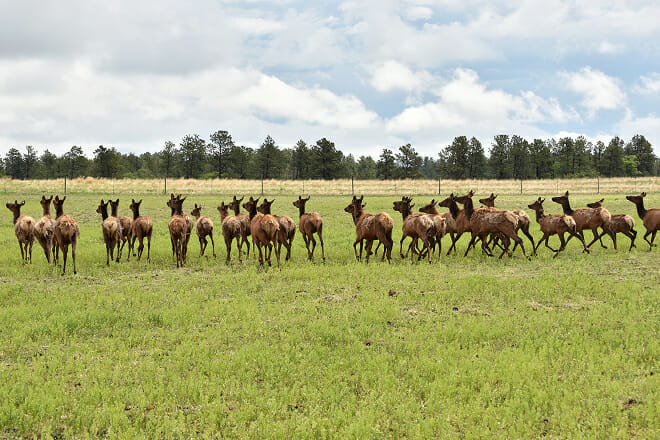 Heartland Elk Guest Ranch