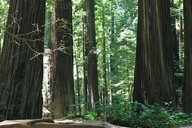 Humboldt Redwoods State Park