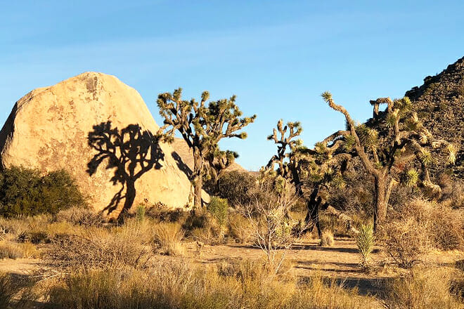 Joshua Tree