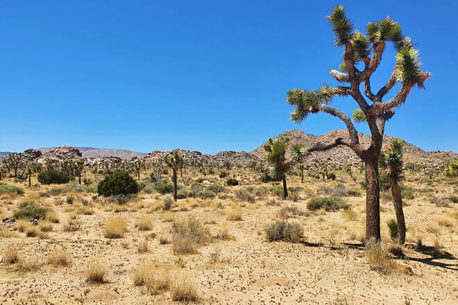 Joshua Tree National Park