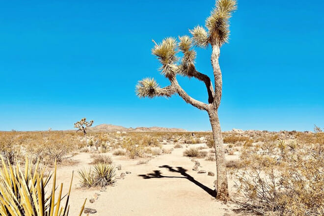 Joshua Tree National Park