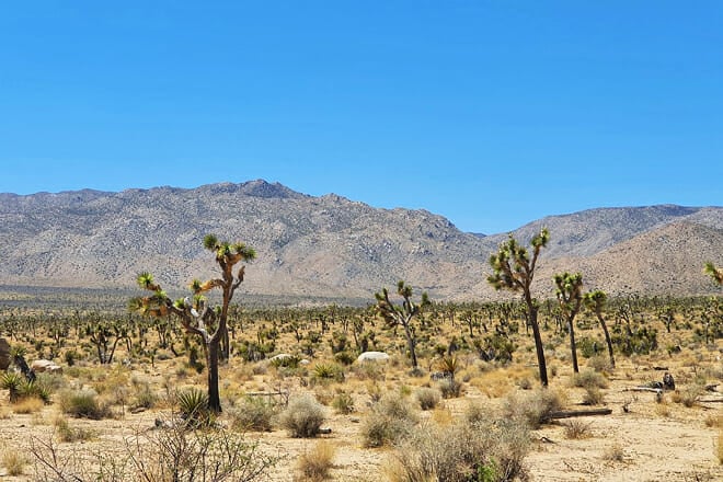 Joshua Tree National Park