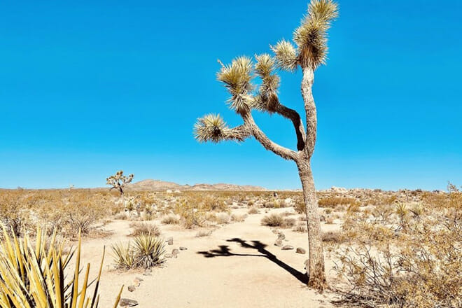 Joshua Tree