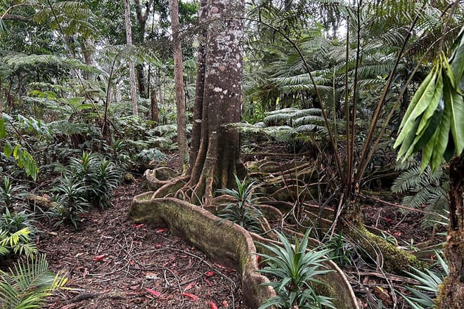 Kona Cloud Forest Sanctuary