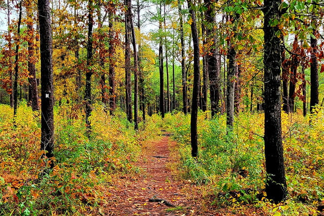 Lone Star Hiking Trail