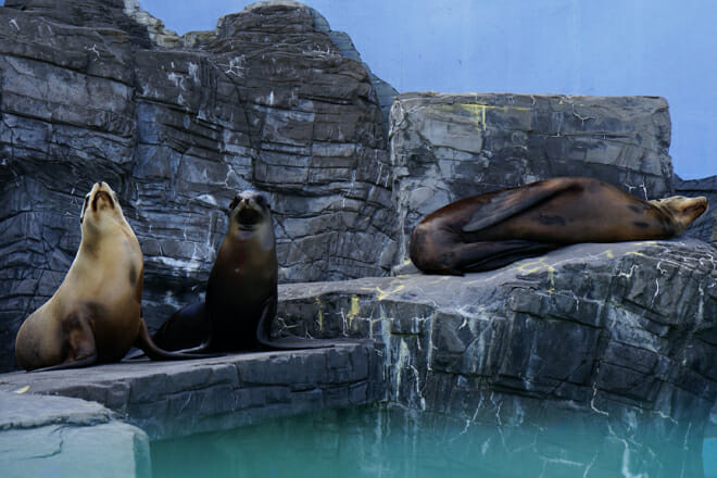 Long Island Aquarium