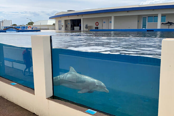 Marineland Dolphin Adventure