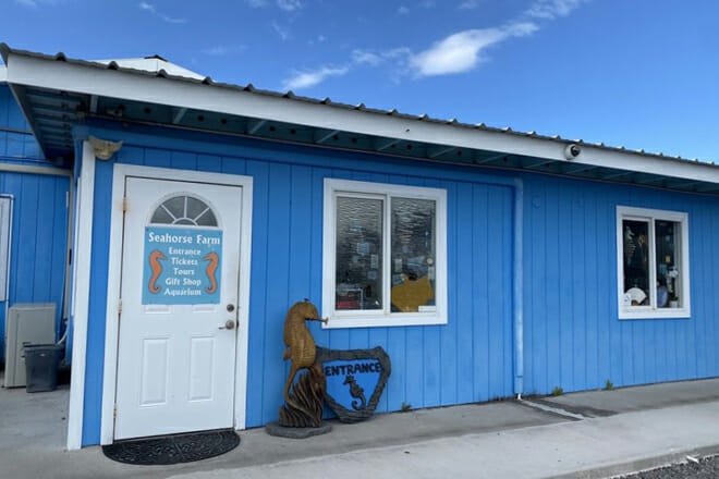 Ocean Rider Seahorse Farm