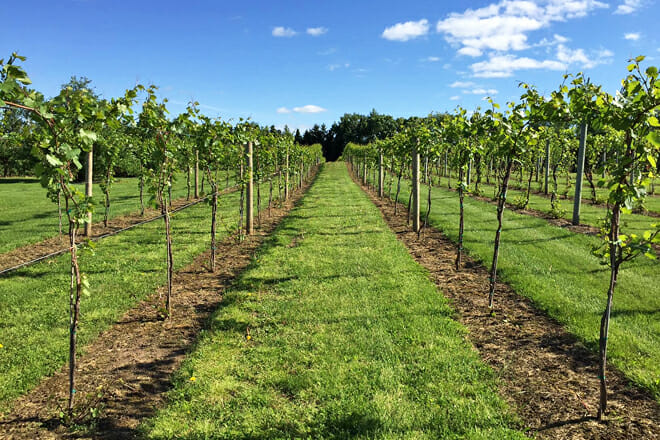 Saint Croix Vineyards