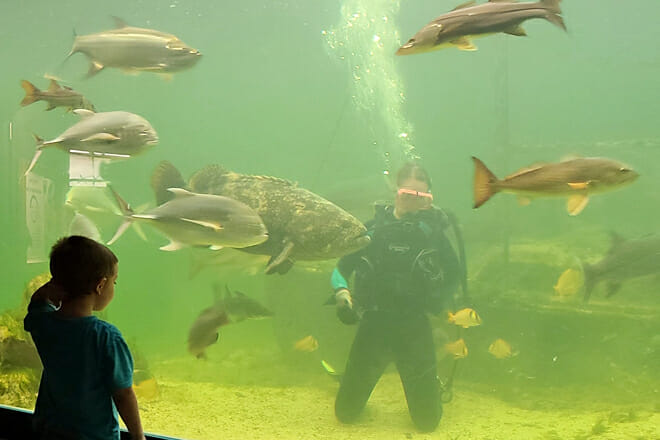 Tarpon Springs Aquarium and Animal Sanctuary &mdash; Tarpon Springs