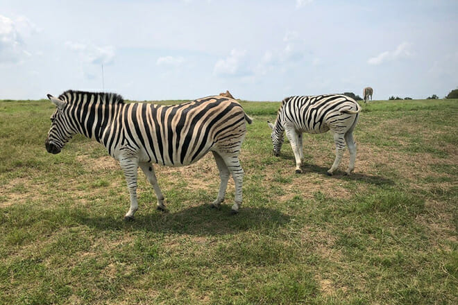 Tennessee Safari Park