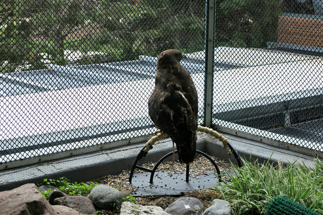The Raptor Center