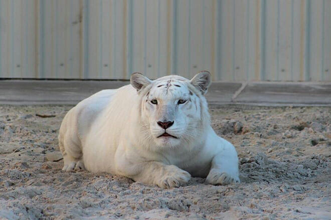 Timbavati Wildlife Park