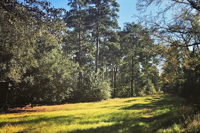 W.G. Jones State Forest