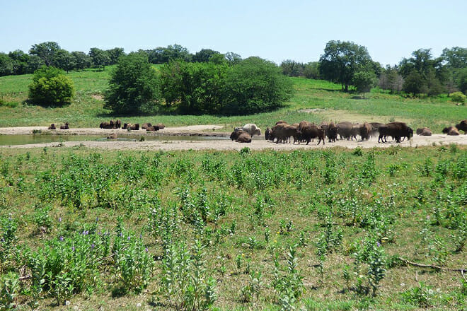 Wildlife Safari Park (Formerly Known as Lee G. Simmons Conservation Park and Wildlife Safari)