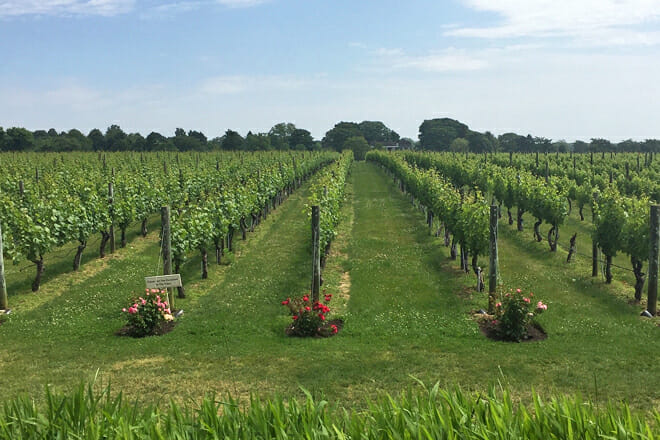 Wolffer Estate Vineyard