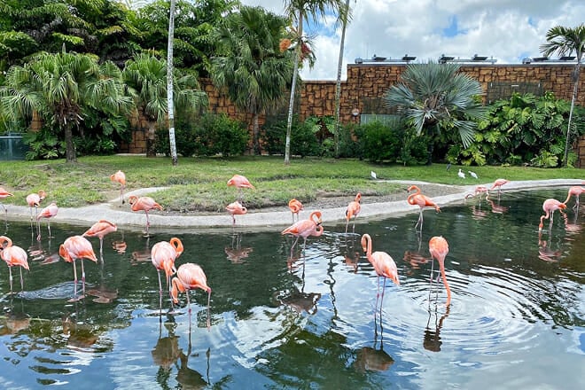 Zoo Miami