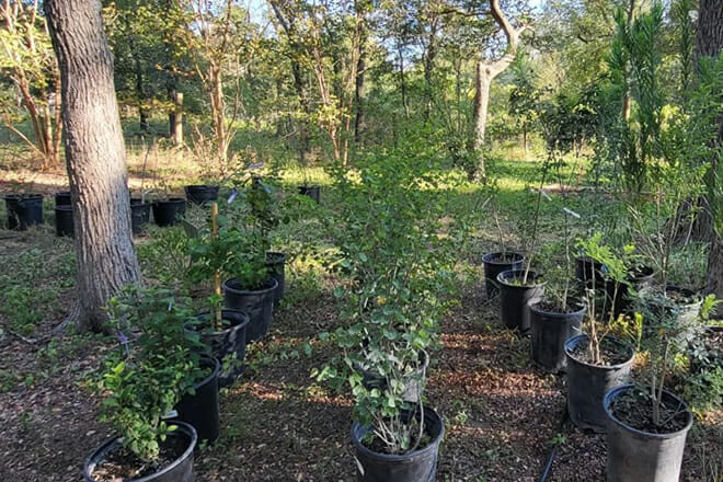 Bastrop Botanical Gardens