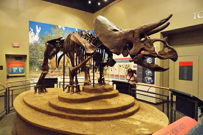 Burpee Museum of Natural History