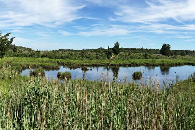 Cattus Island County Park (AKA Cattus Island)