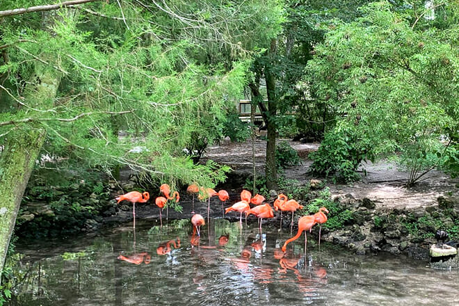 Ellie Schiller Homosassa Springs Wildlife State Park