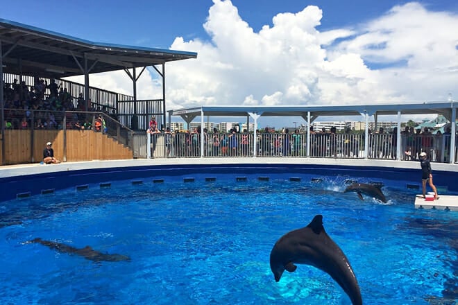 Gulfarium Marine Adventure Park