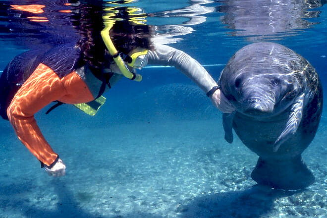 Homosassa Manatee Snorkeling Center