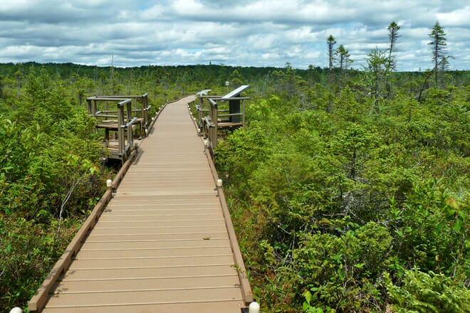 Orono Bog Boardwalk