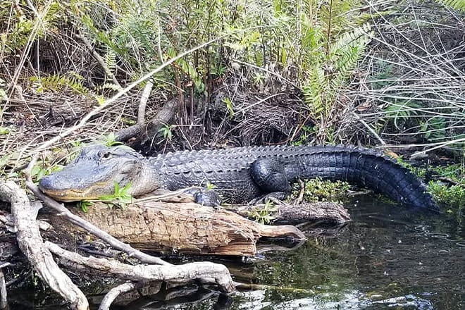 Airboat in Everglades