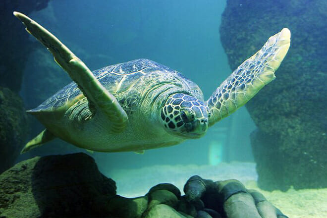 American Dream: SEA LIFE Aquarium