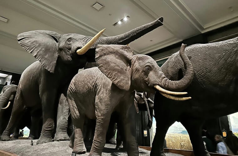 american museum of natural history