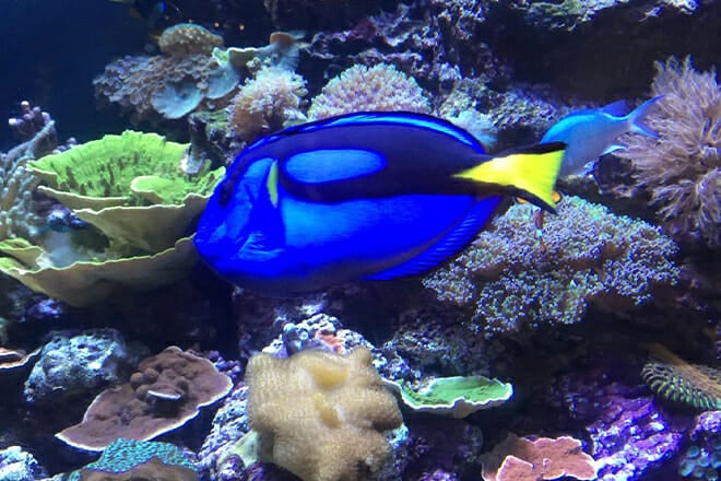 Aquarium of the Bay