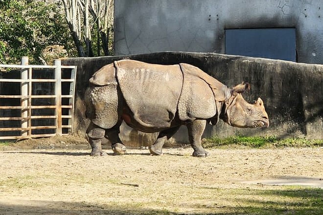 Baton Rouge Zoo &mdash; Thomas Road