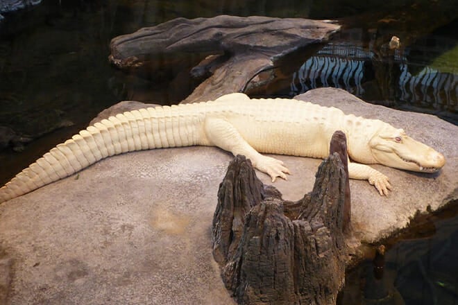 california academy of science