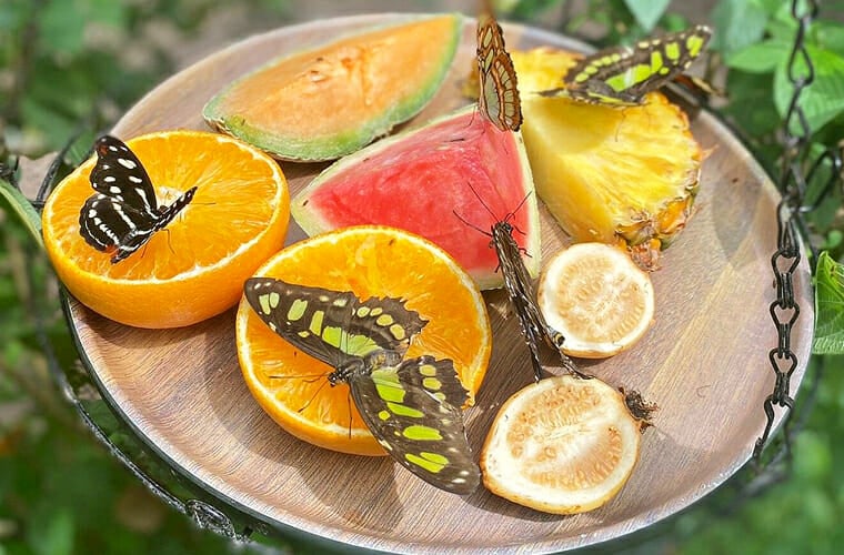 cockrell butterfly center