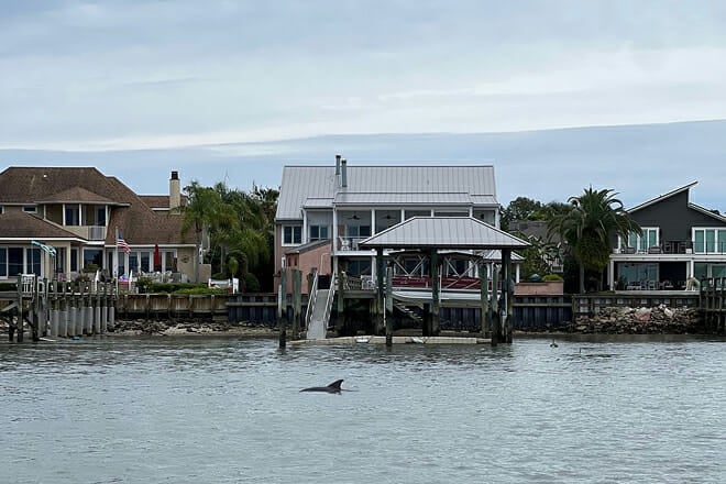 Dolphin and Wildlife Adventure