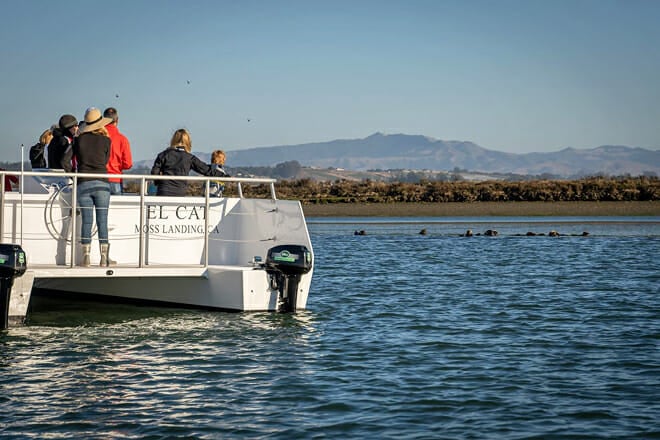 Elkhorn Slough Wildlife Tour