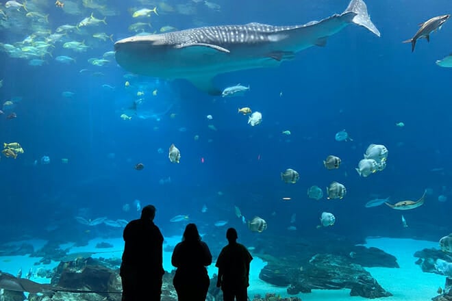 Georgia Aquarium