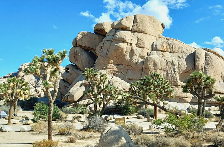 Joshua Tree National Park