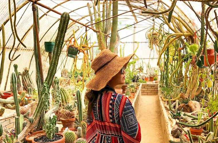 Moorten Botanical Garden