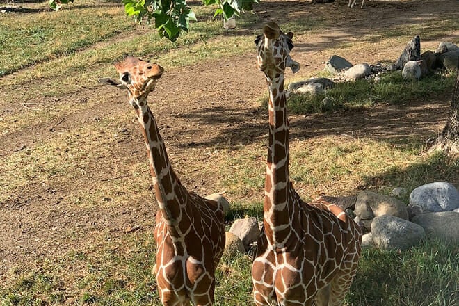 Omaha's Henry Doorly Zoo and Aquarium