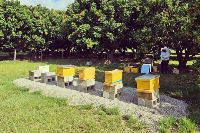 The Little Farm - Goulds