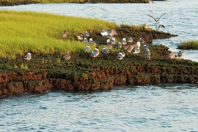 Wetlands Safari Cruise (Birding By Boat)