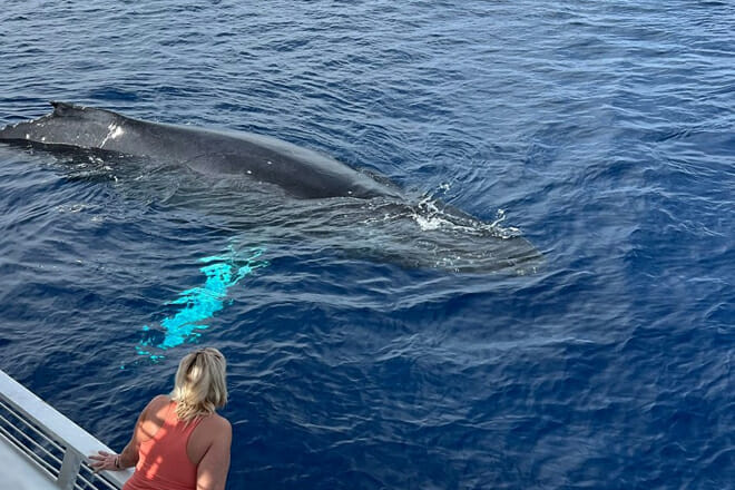 Whale Watching Experience
