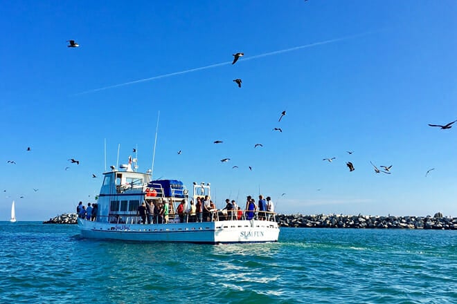 whale watching in dana pointWhale Watching in Dana Point