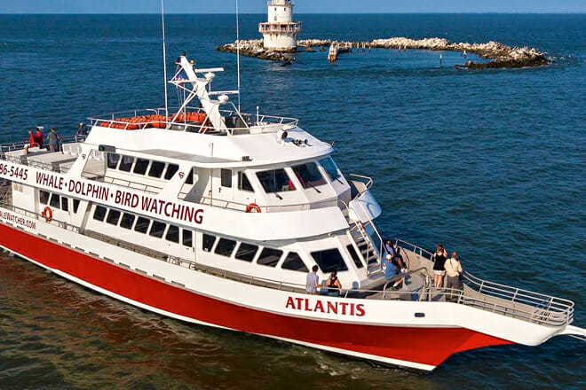 Whale and Dolphin Watching Cruise