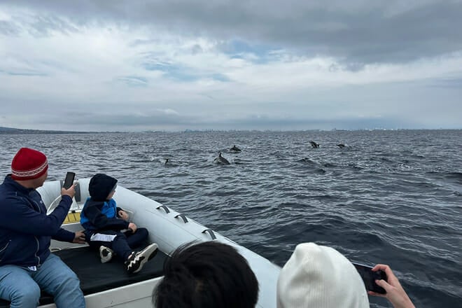 Dolphin & Whale Adventure